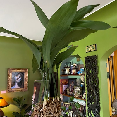 Variegated Tri Color Ginger Tropical Plan,t Red, Green, White, Garden ...