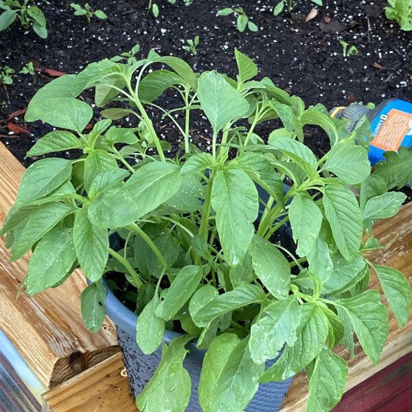 Green SEEDS (african Spinach, Efo Tete, Callaloo, Amaranthus Hybridus ...
