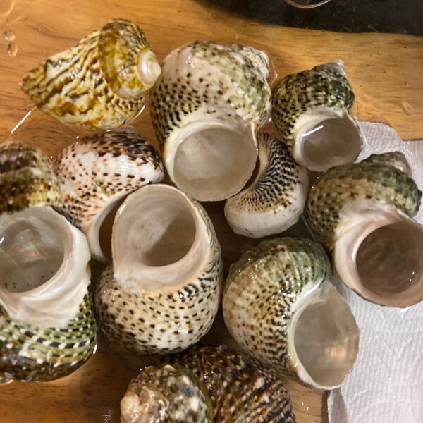 Nessastores Mexican Deep Sea Shell Beach Craft Scallop 2 1/2 3 20 PCS ...