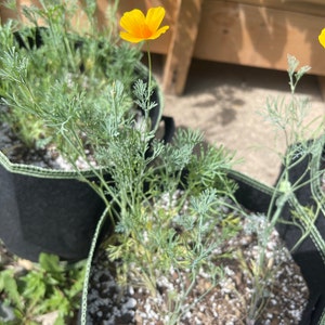 1 Ounce 10000 Seeds Indian Ricegrass Rice Grass Ornamental - Etsy