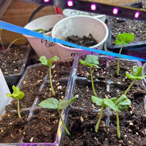 Shiny Blueberry 25 Seeds Vaccinium Myrsinites Organic & Non-gmo Florida ...