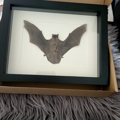 Framed Lanternfly Cicada, Gold Foil Ornament Frame Print, Pyrops Gunjii ...