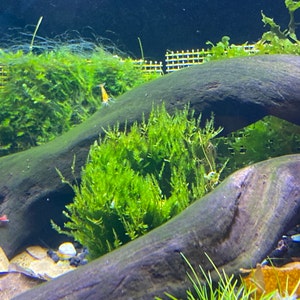 Live Subwassertang Moss Aquarium Plant Fast and Easy to Grow With Low ...