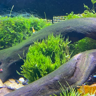 Live Subwassertang Moss Aquarium Plant Fast and Easy to Grow With Low ...
