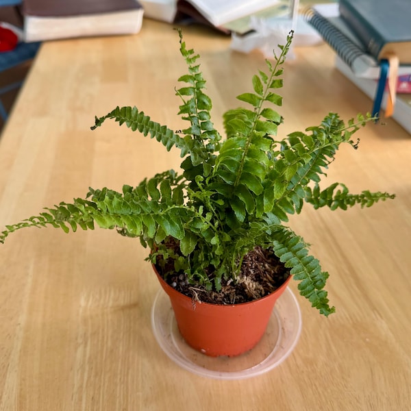 Mican Philodendron Velvet Leaf Philo Indoor & Outdoor Live Tropical ...