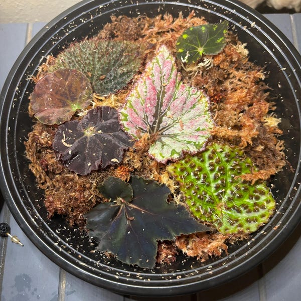 BIRDS EYE RHYOLITE, Cut and Sanded Stone, Minerals, Rhyolite Collectors ...