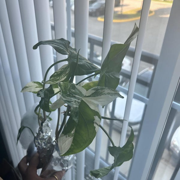 Syngonium Albo Cutting - Etsy