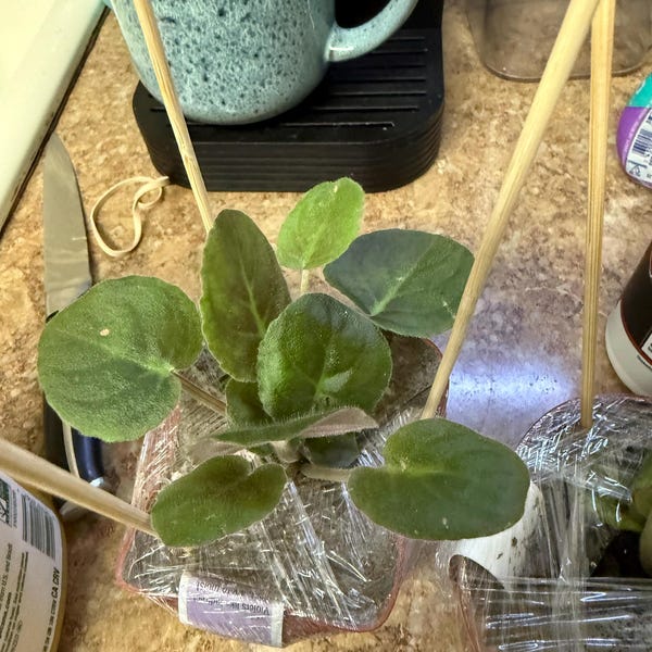 Hunter's Venom African Violet Live Plant, Young Starter in a 4" Pot ...