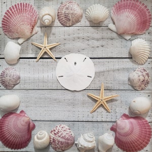 TRANSLUCENT JINGLE SEASHELLS 10-50pcs Coastal Beach | Etsy