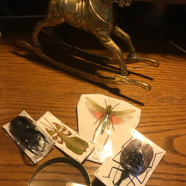 Insect Specimens and Jewelry Made with REAL Insects by InsectArt