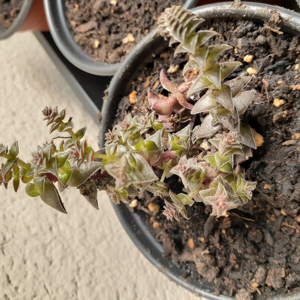 Crassula Tabularis pagoda Village Succulent 2 - Etsy