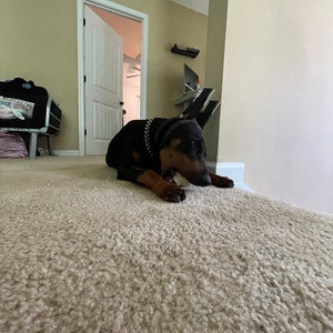 Doberman Ear Posting Brace - Etsy