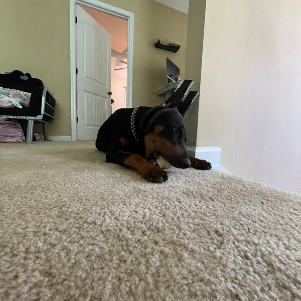 Doberman Ear Posting Brace - Etsy