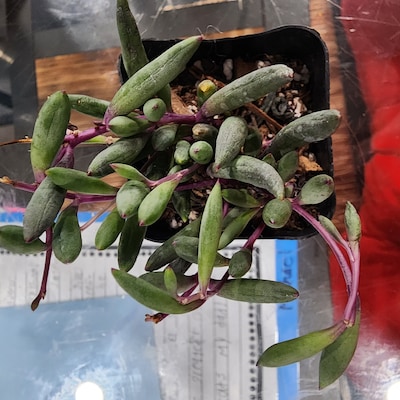 String of Little Pickles, Othonna Capensis ruby Necklace in 2 Inches ...