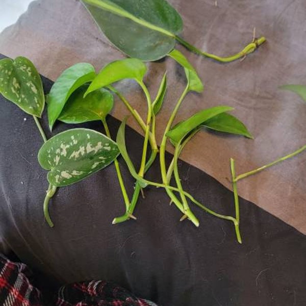 Pothos Kit - Ready to Grow Pothos - Pothos Variety Pack - 2 Leaf/2 Node ...