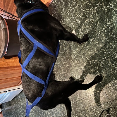 Dog Sledding Urban Mushing Bikjoring Skijoring Canicross Scootering ...