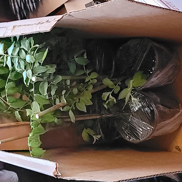 Purple Twilight Flowering Crape Myrtle Trees - Etsy