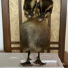 Real Little Yellow Goose Specimen Collectibles Study, Special Gifts ...