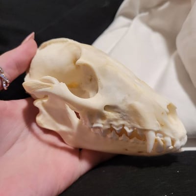 Real Muskrat Skull Taxidermy After Cleaned and Bleached Bone - Etsy