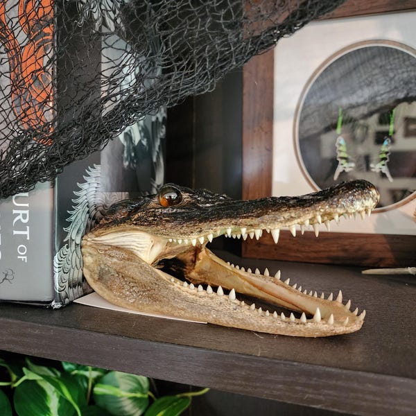 Five Alligator Heads From Genuine Louisiana Gator Taxidermy - Etsy