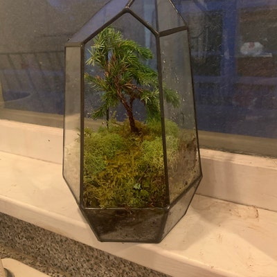 Miniature Tree Terrarium Kit - Etsy