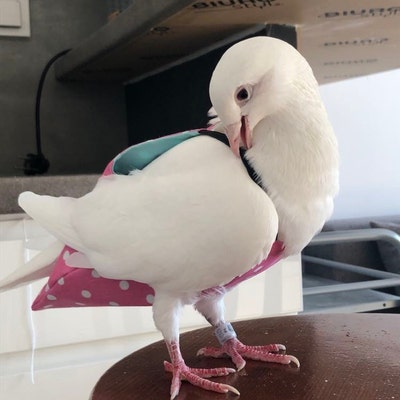 Pigeon & Dove Pants Gift Harness ribbon Length 38 - Etsy