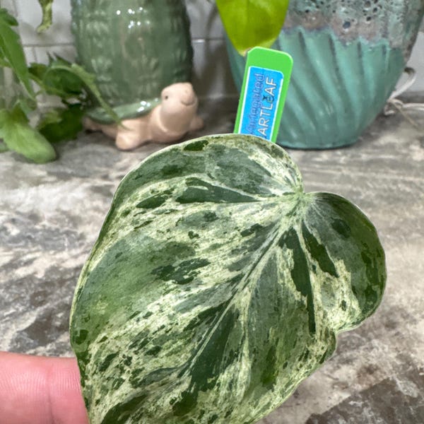 Cebu Ghost 2 Wet Sticks | NODES | Unrooted | Epipremnum Cebu Blue Ghost ...