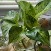 Snow Queen Pothos |epipremnum Aureum | LIVE House Plant | Nodes ...