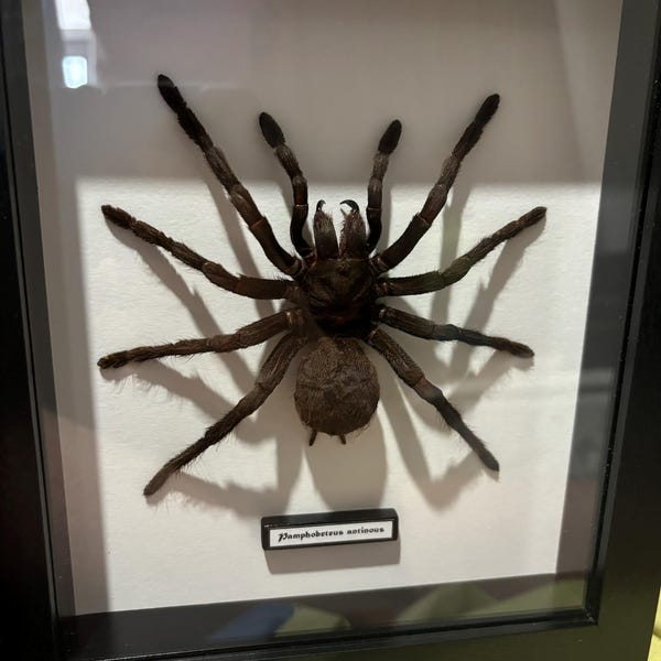 Rusty-leg Tarantula - Framed in Black - Etsy
