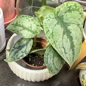 Silver Lady Pothos Scindapsus Silver Lady Silver Pothos Plant Easy ...