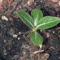 Cassia Brewsteri Brewsters Cassia, Leichhardt Bean, Cassia Pea Tree 50 ...