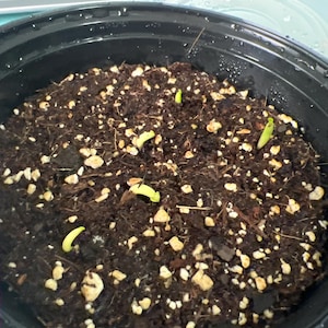 20pcs Hosta Plantaginea Fragrant Plantain Seeds Fire and Ice Shade Pink ...