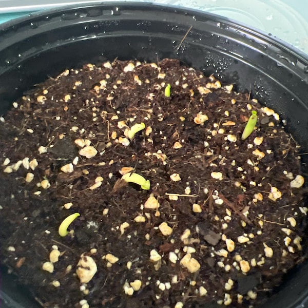 Japanese Radiata White Egret Orchid Flower 50pcs Seeds...5422 - Etsy