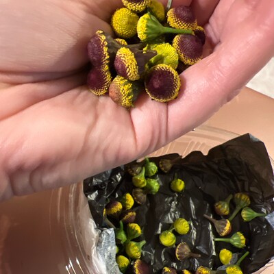 Buzz Button Grow Kit Experience the Thrill of Cultivating Szechuan ...