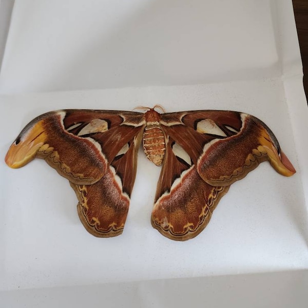Real Tosena Splendida SPREAD, Cicada Specimen, A1 Quality, Perfect ...