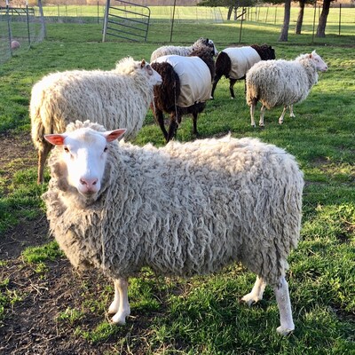 Vintage Airship Hoodie, Hot Air Balloon, Steampunk Hoodie, Graphic ...