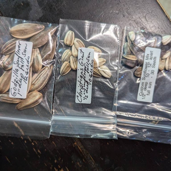 Giant Congo Watermelon Seeds - Etsy