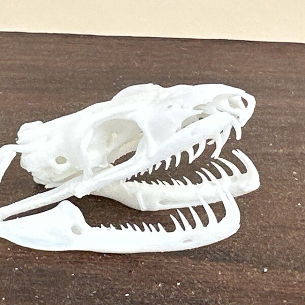Boa Constrictor Skull - Resin Life-like Replica - Etsy