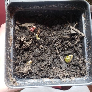 100 White Dove Orchid Flower Seed and 20 Laughing Bumblebee Seed High ...