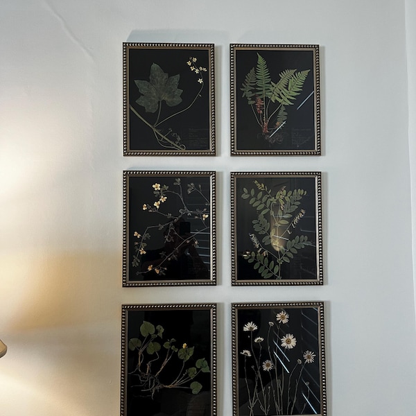 Black Background Botanical Print Set of 6; Dark Botanicals With Neutral ...