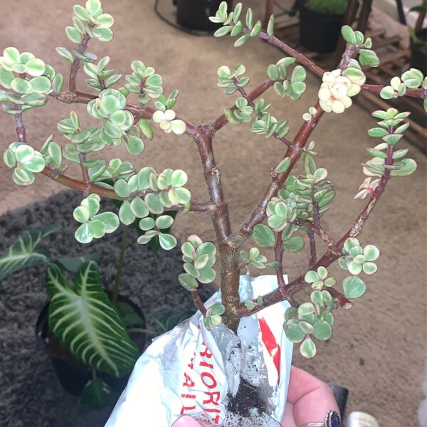 Pink Variegated Jade Plant: Rare Succulent Bonsai Tree - Etsy