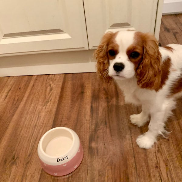 Personalised Cocker Spaniel Bowl: Handmade Ceramic Dog Dish, Ear-free ...