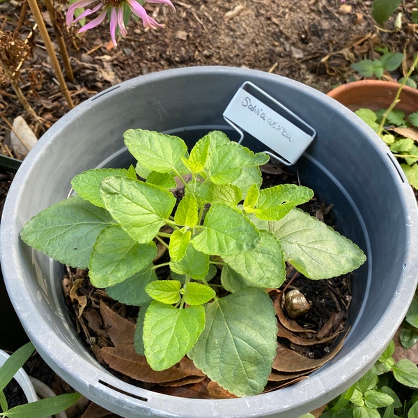 Salvia Azurea Gradiflora Blue Sage 10 Seeds - Etsy