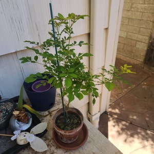 FIREBUSH Firefly Dwarf Scarlet Red Shrub Live Plant Orange Yellow ...
