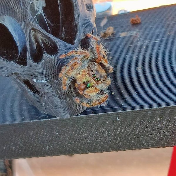 3D Printed Magnetic Corner Honeycomb Jumping Spider Hide - Etsy