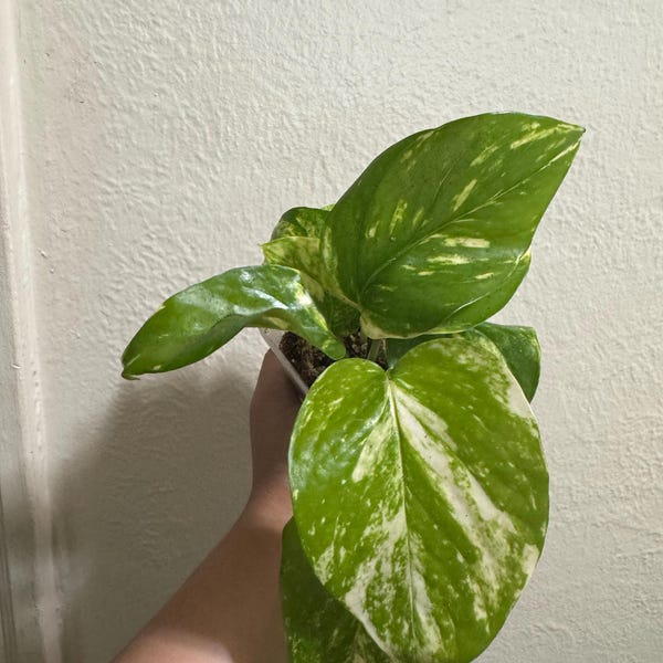 Epipremnum Aureum Teruno Robin - Rare Japanese Pothos - Terunoworld ...