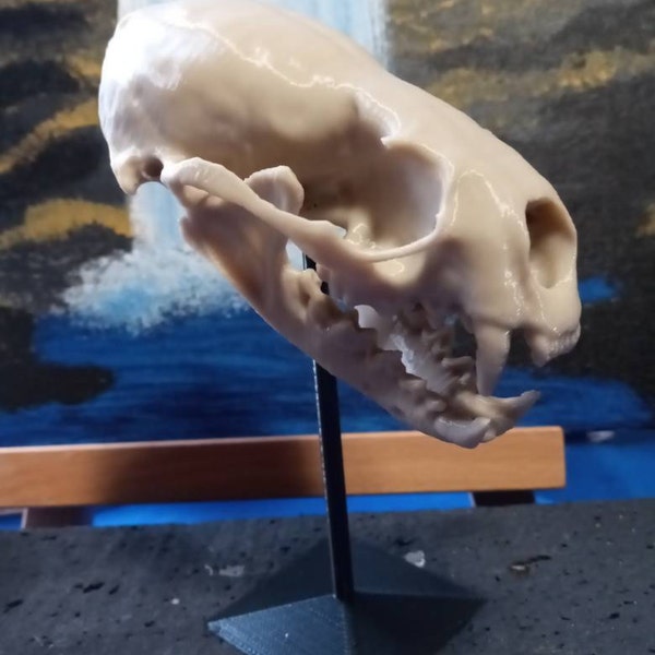 Giant Panda Skull Model – Life-size Realistic Replica, Museum-quality ...