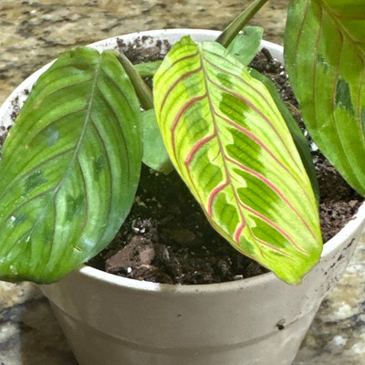 Calathea Lemon Lime Maranta Starter Plant ALL STARTER PLANTS Require ...