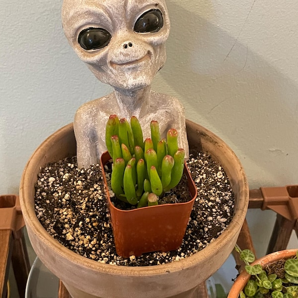 Crassula Gollum/ovata, Shrek Ear, Live Succulent, Jade Plant in 2", 4 ...