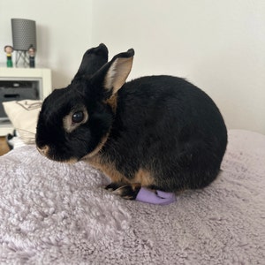 Digital Download Plans for Luxury Bunny Cubby Free Roam Rabbit Cat Home ...